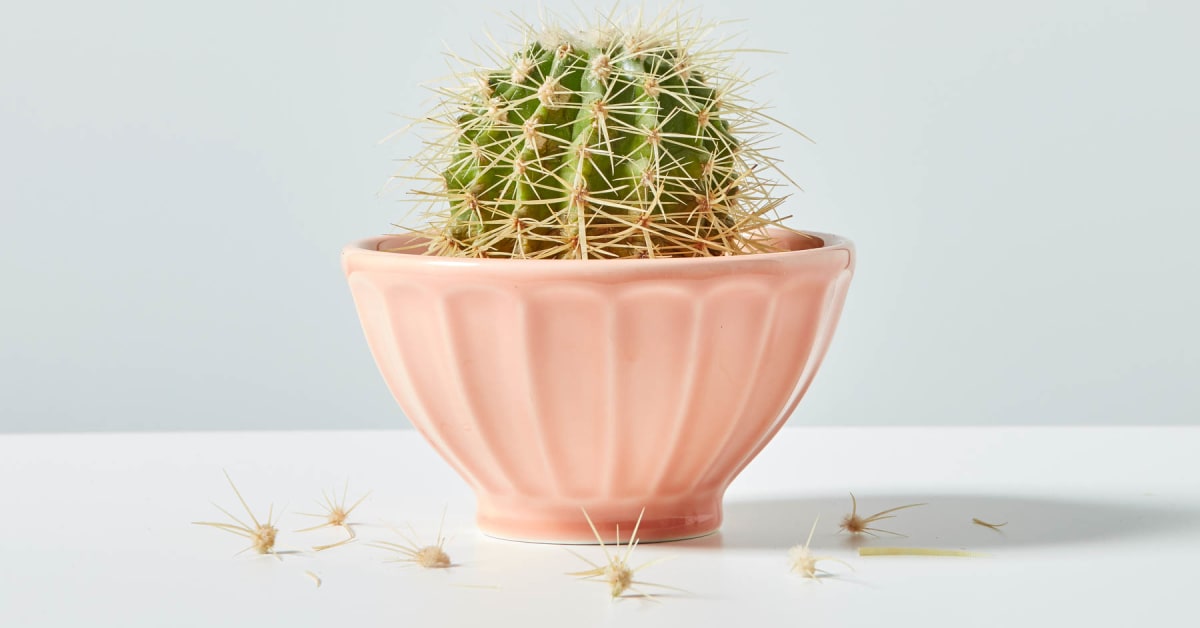 Garlic For Hair Growth: Does it Work? | hims