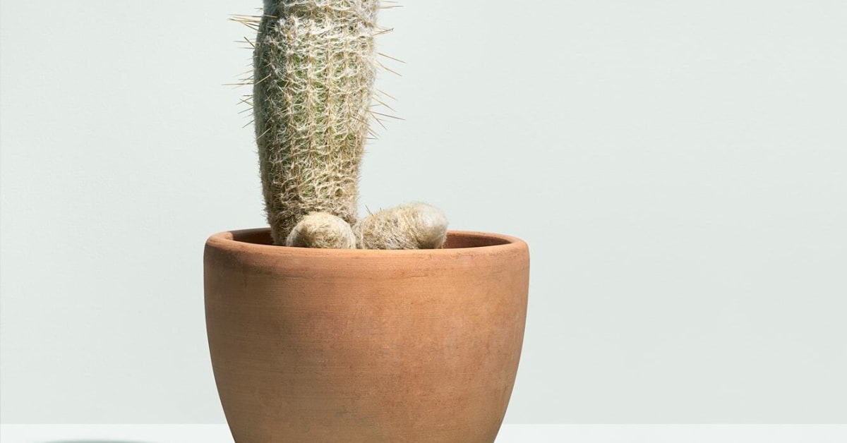 How Long Does Viagra Connect® Take to Work? | hims