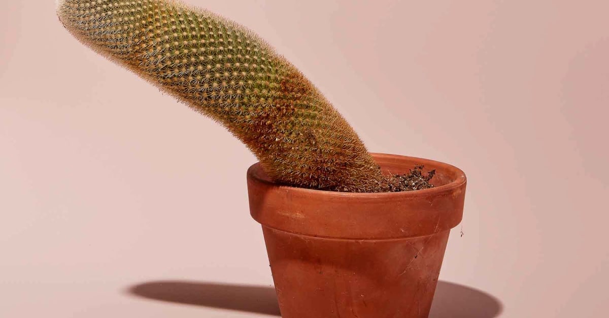 Do Erectile Dysfunction (ED) Creams Work? | hims