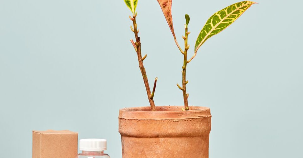 Selenium Hair Loss: Does Selenium Cause Hair Loss? | hims