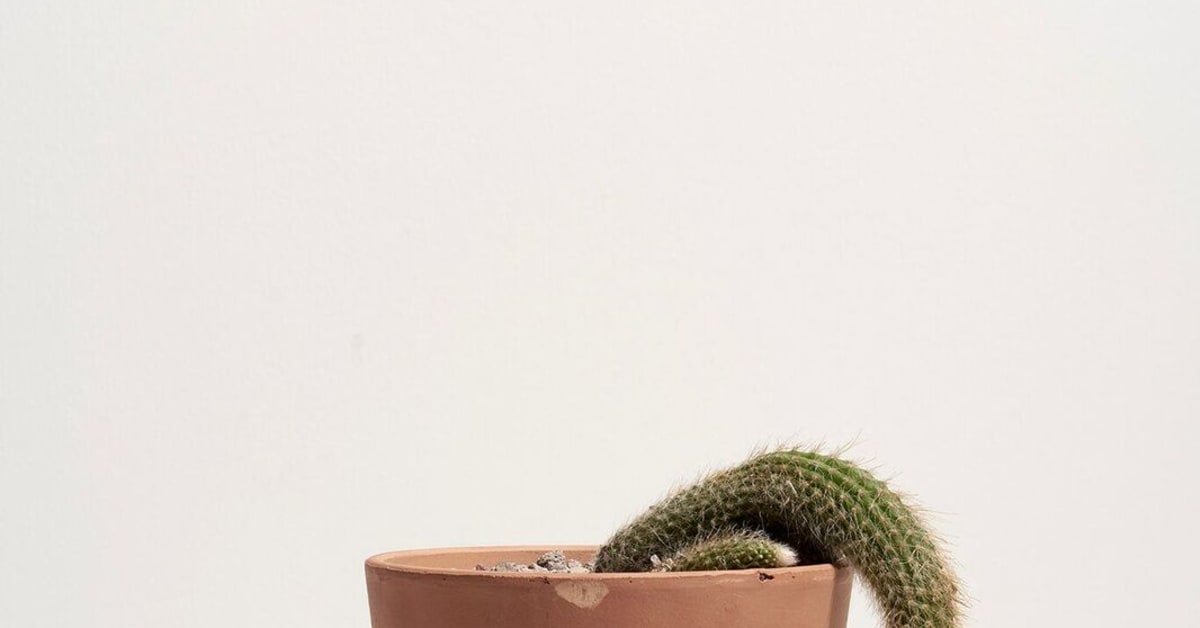 Neurological Erectile Dysfunction (ED) Guide | hims