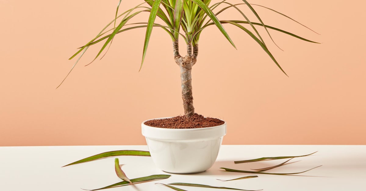 Do Hair Building Fibers Really Work? | hims